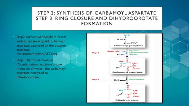 1634-biochem (2) biossynthesis of pyrimidine | PDF | Chemistry | Science