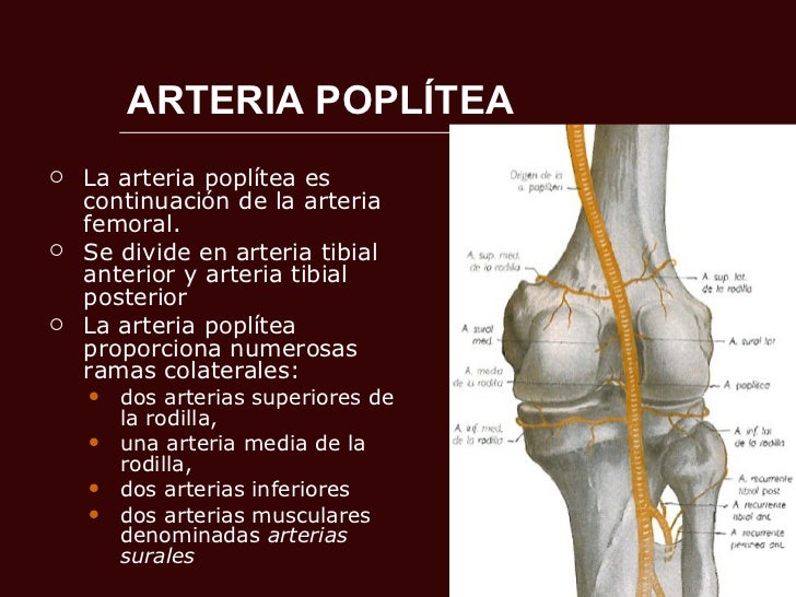 Arteria Poplitea