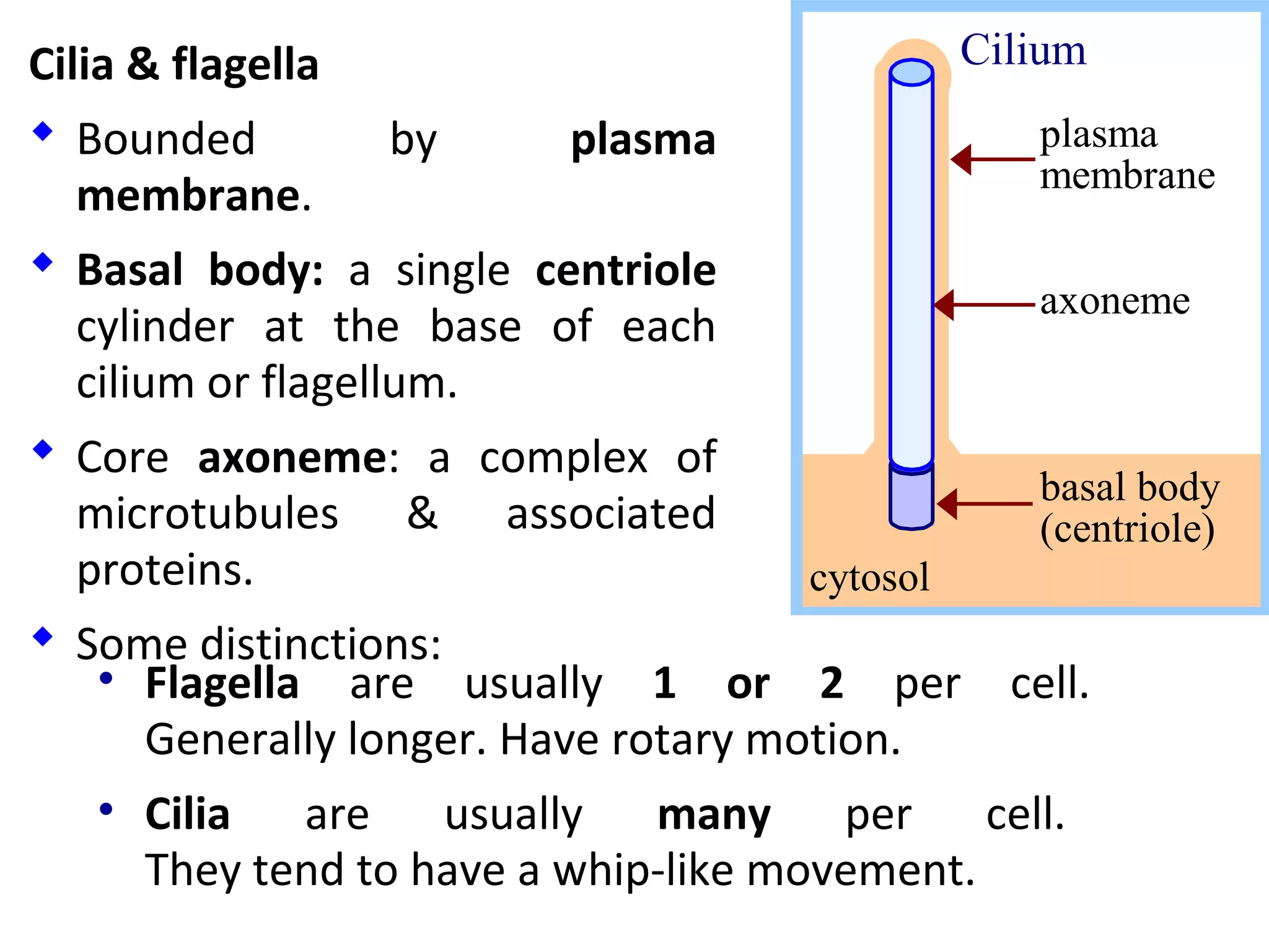 dyneins and kinesins | PPT