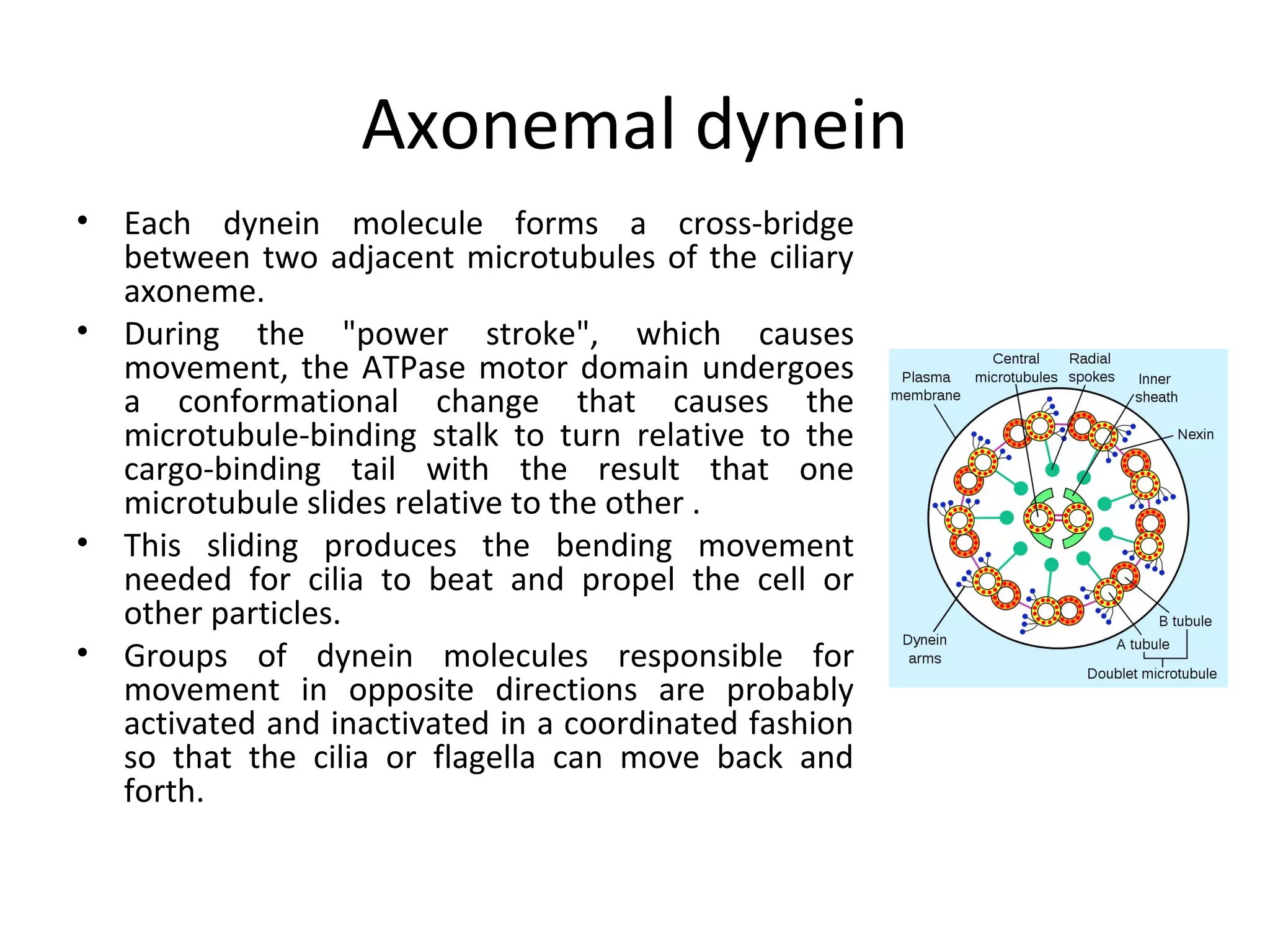 dyneins and kinesins | PPT