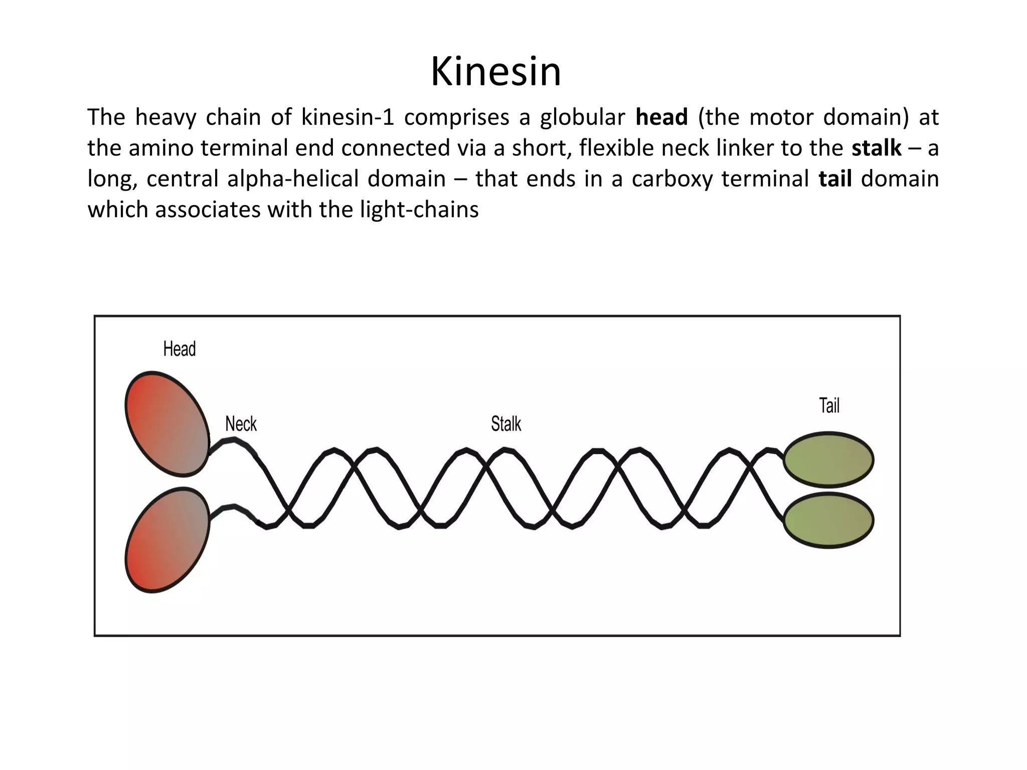 dyneins and kinesins | PPT