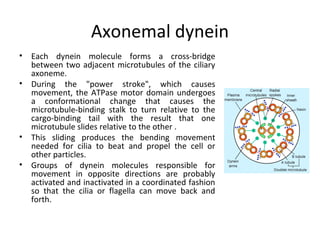 dyneins and kinesins | PPT