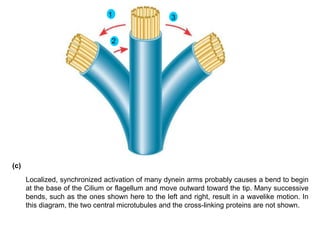 dyneins and kinesins | PPT
