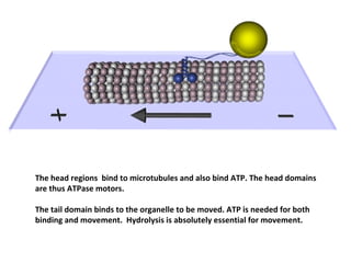 dyneins and kinesins | PPT