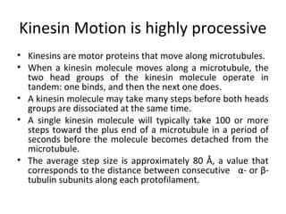 dyneins and kinesins | PPT
