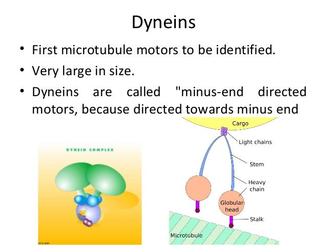 dyneins and kinesins