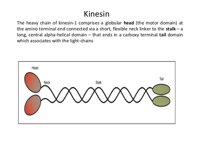 dyneins and kinesins