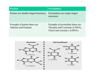 DNA RNA | PPT