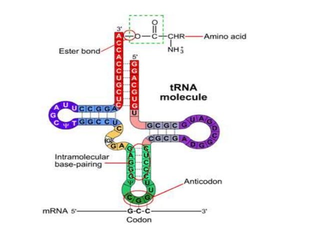 DNA RNA