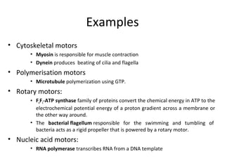 ATP motors | PPT | Chemistry | Science