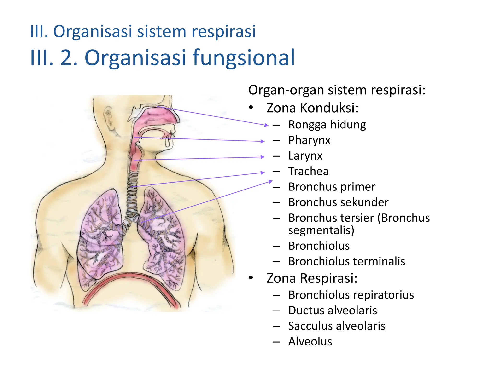 Sistem-Respirasi for medical student and paractice | PDF