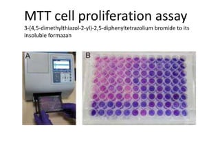 MTT, the priciples and basics of cell proliferation assay.pptx ...