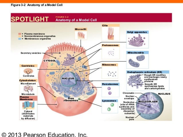 163 ch 03_lecture_presentation