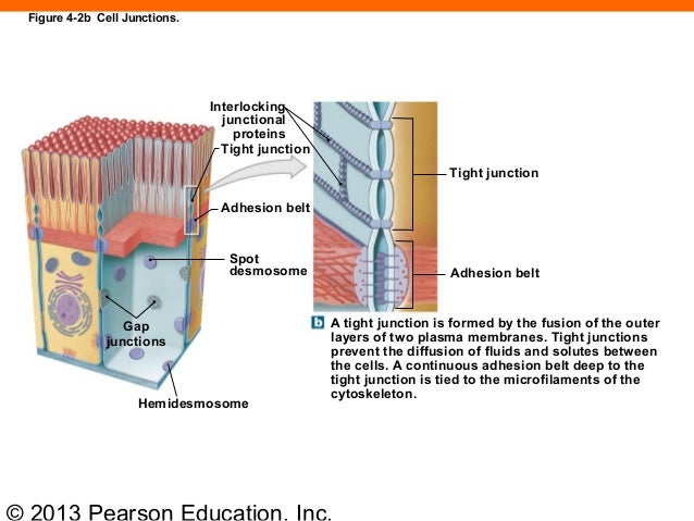 163 ch 04_lecture_presentation