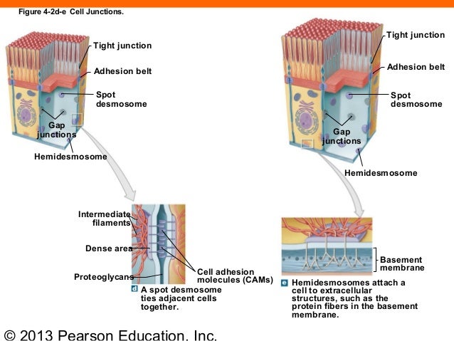 163 ch 04_lecture_presentation