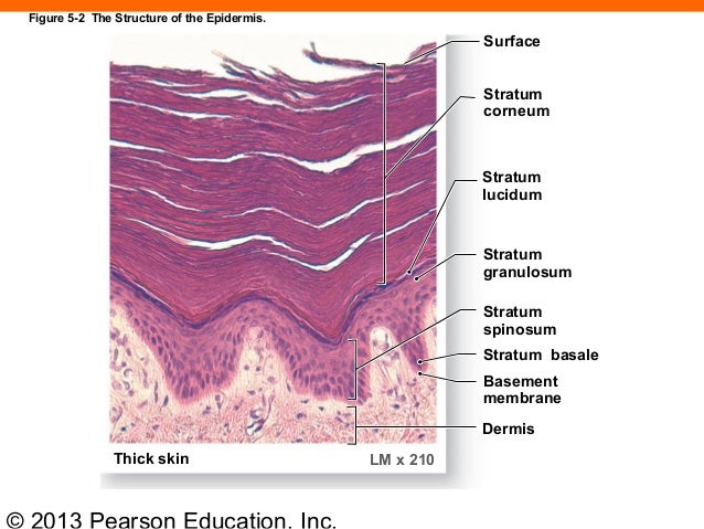 163 ch 05_lecture_presentation