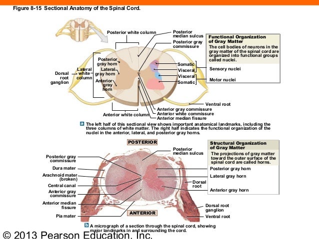 척수의 구조, anterior gray column, phrenic nucleus, nucleus of accessory ...