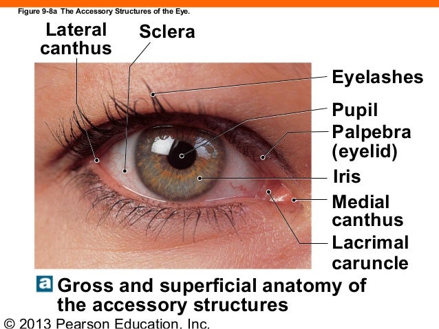163 ch 09_lecture_presentation