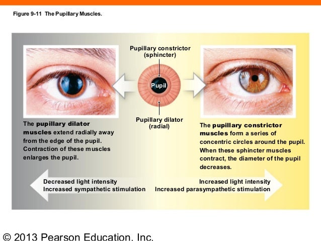 163 ch 09_lecture_presentation
