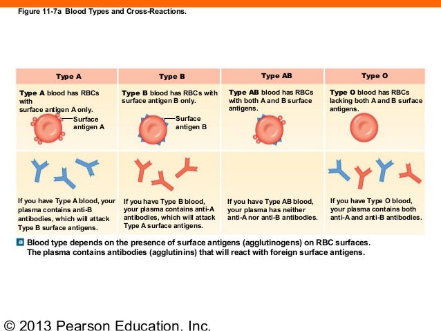 163 ch 11_lecture_presentation