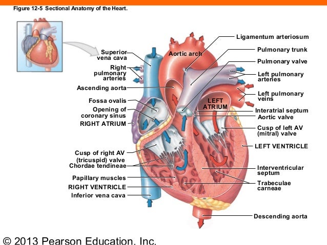 163 ch 12_lecture_presentation