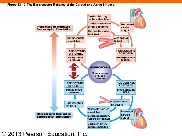 163 ch 13_lecture_presentation