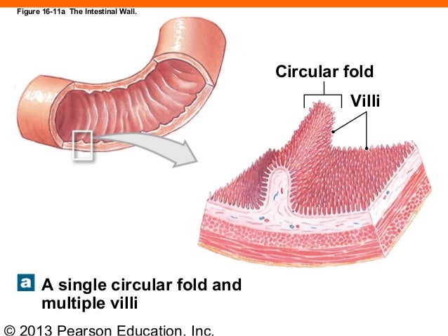 163 ch 16_lecture_presentation