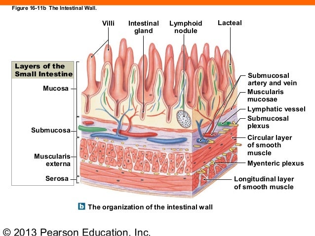 163 ch 16_lecture_presentation