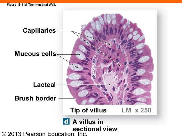 163 ch 16_lecture_presentation