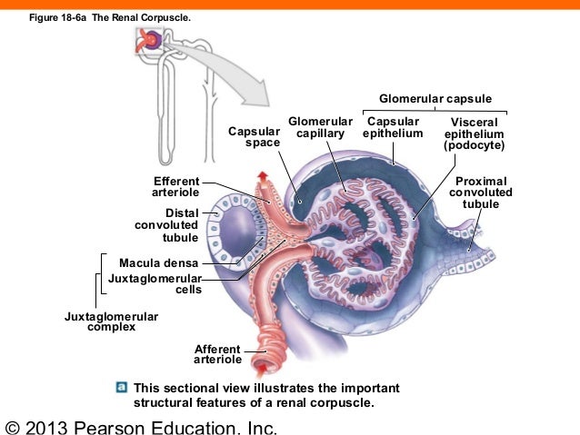 163 ch 18_lecture_presentation