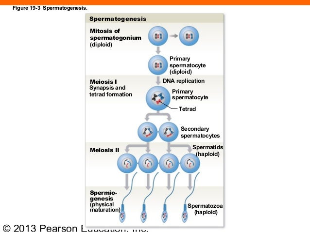 163 ch 19_lecture_presentation