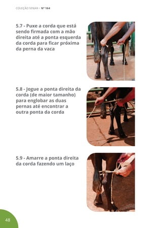 Contenção física de grandes animais - Bovinos e Equinos | PDF