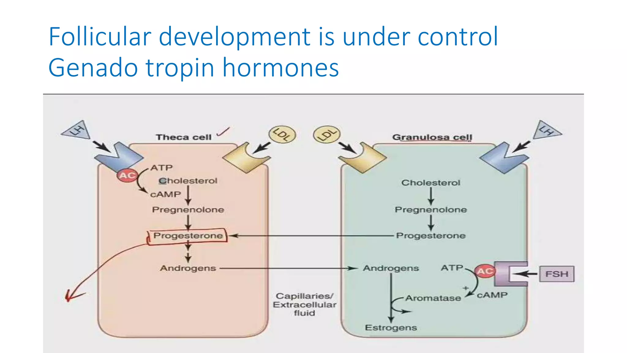 follicular development and selection | PPTX