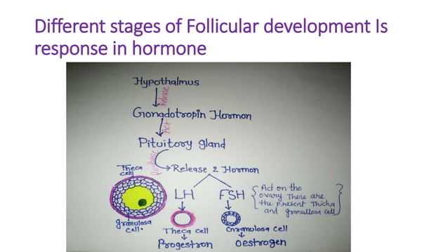 follicular development and selection | PPT