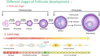 follicular development and selection | PPTX