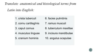 Latin | PPTX