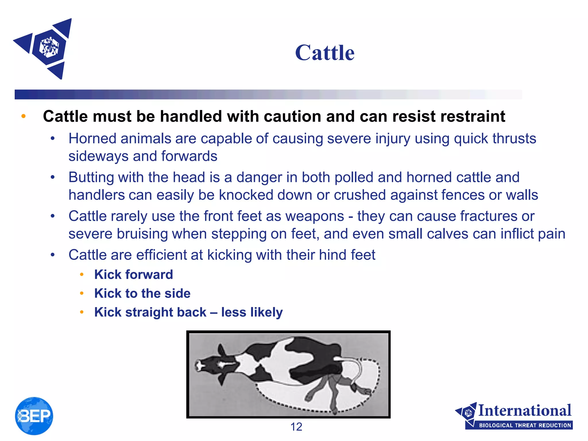 Restraint Techniques for Large animals | PDF