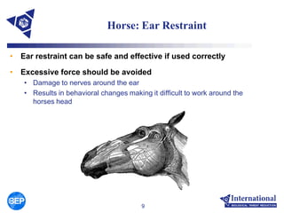 Restraint Techniques for Large animals | PDF