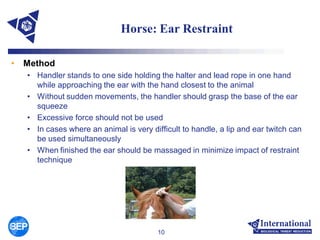 Restraint Techniques for Large animals | PDF