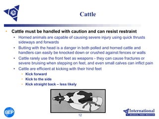 Restraint Techniques for Large animals | PDF