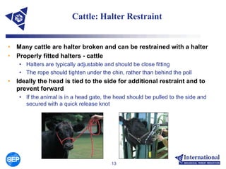 Restraint Techniques for Large animals | PDF