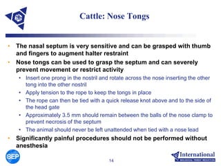 Restraint Techniques for Large animals | PDF