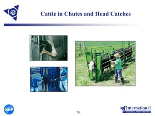 Restraint Techniques for Large animals | PDF