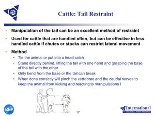 Restraint Techniques for Large animals | PDF
