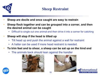 Restraint Techniques for Large animals | PDF