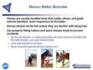 Restraint Techniques for Large animals | PDF