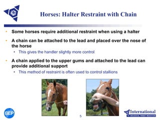 Restraint Techniques for Large animals | PDF