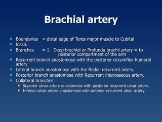 Muscles of Upper Extremities | PPT