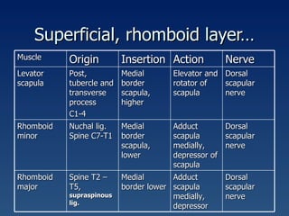 Muscles of Upper Extremities | PPT