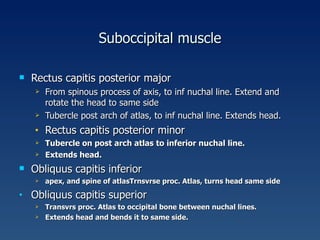 Muscles of Upper Extremities | PPT